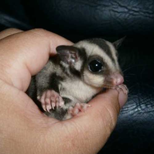 Tüm Irklar | Petoloji: Köpek, Kedi, Papağan ve Diğer Canlı Türleri